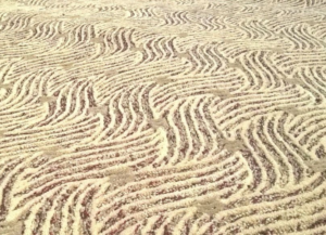 Village Roots - Village Roots